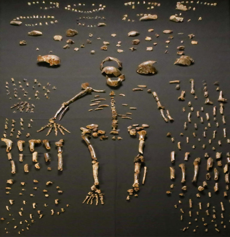 Homo naledi as Spin Detector | Unique Origin Research